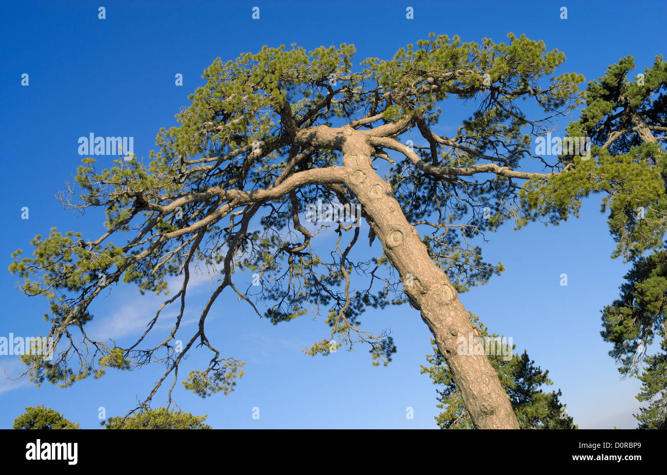 Crone of tree hi-res stock photography and images - Alamy