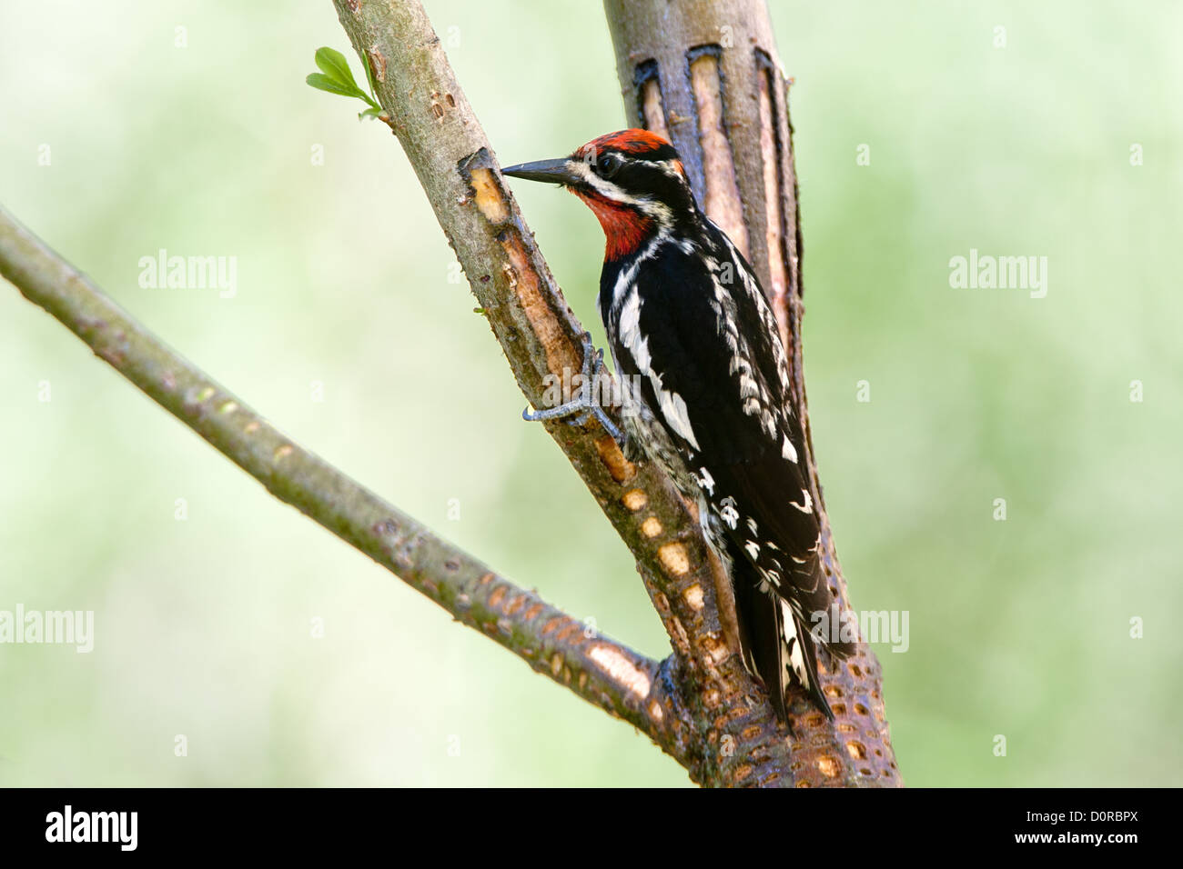 Red Naped Sapsucker Sphyrapicus Nuchalis High Resolution Stock ...