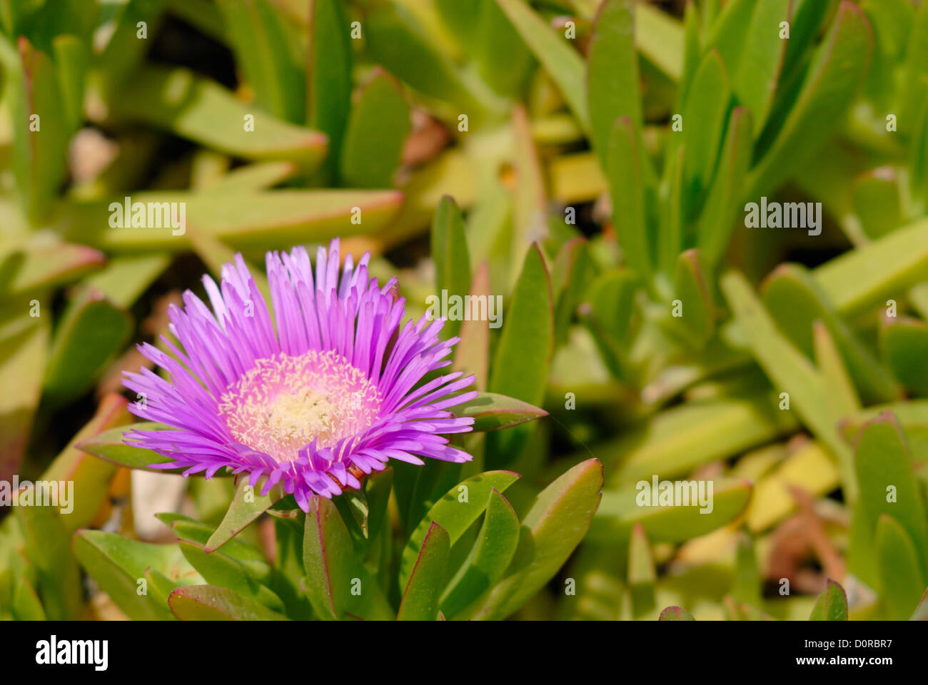 Lilac single flower against green leaves Stock Photo - Alamy