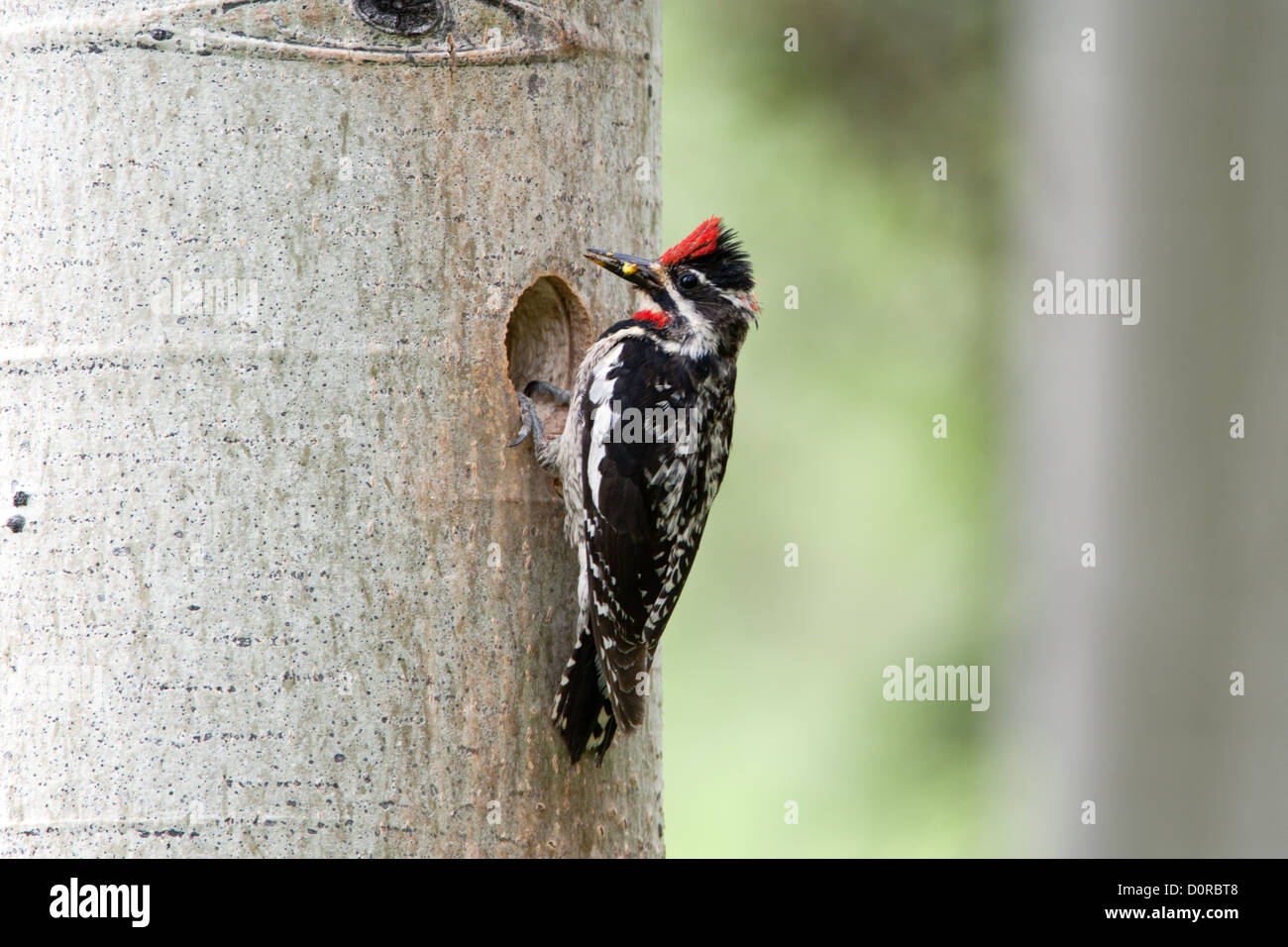 Red naped sapsucker aspen hi-res stock photography and images - Alamy