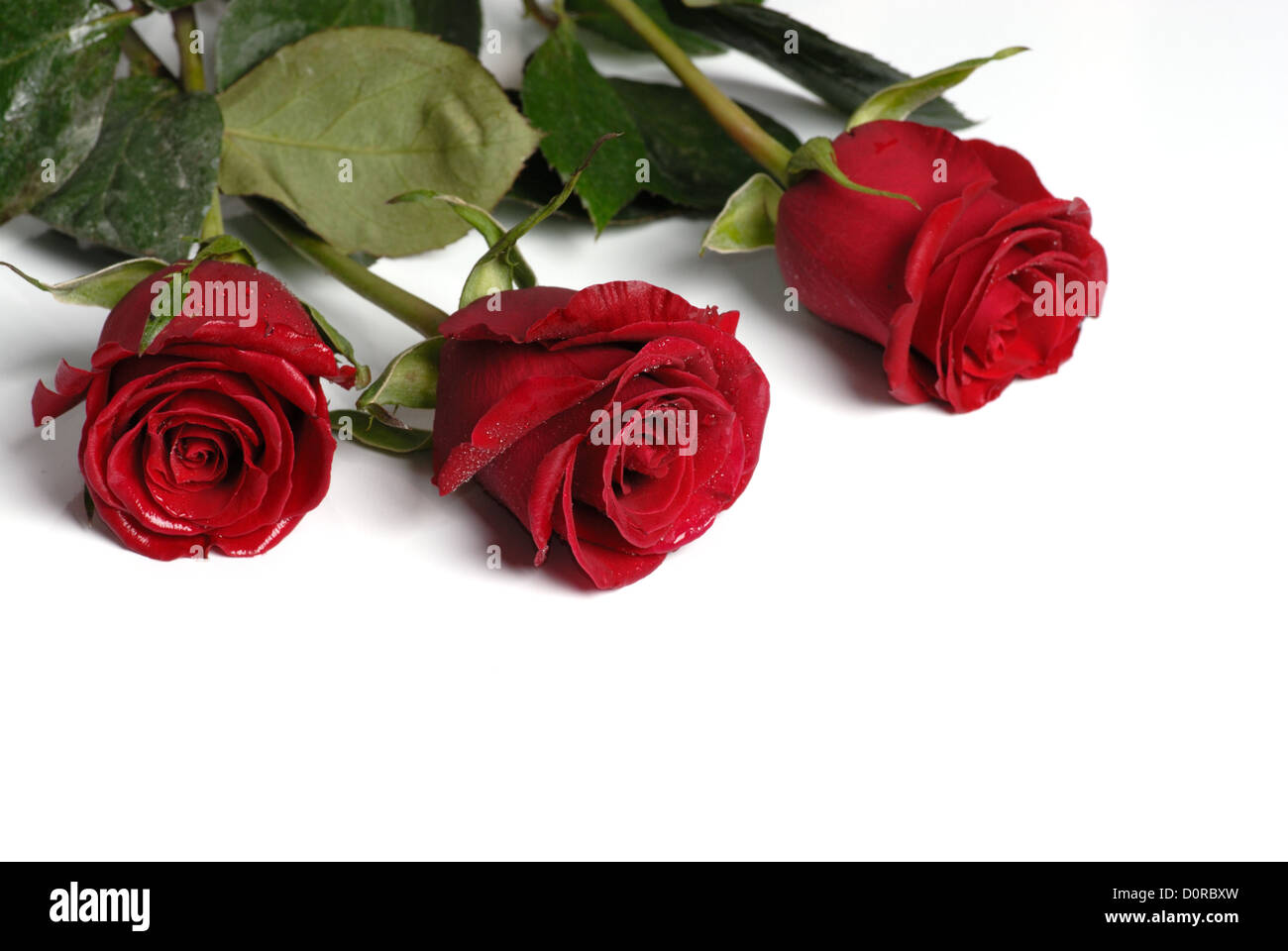Three roses hi-res stock photography and images - Alamy