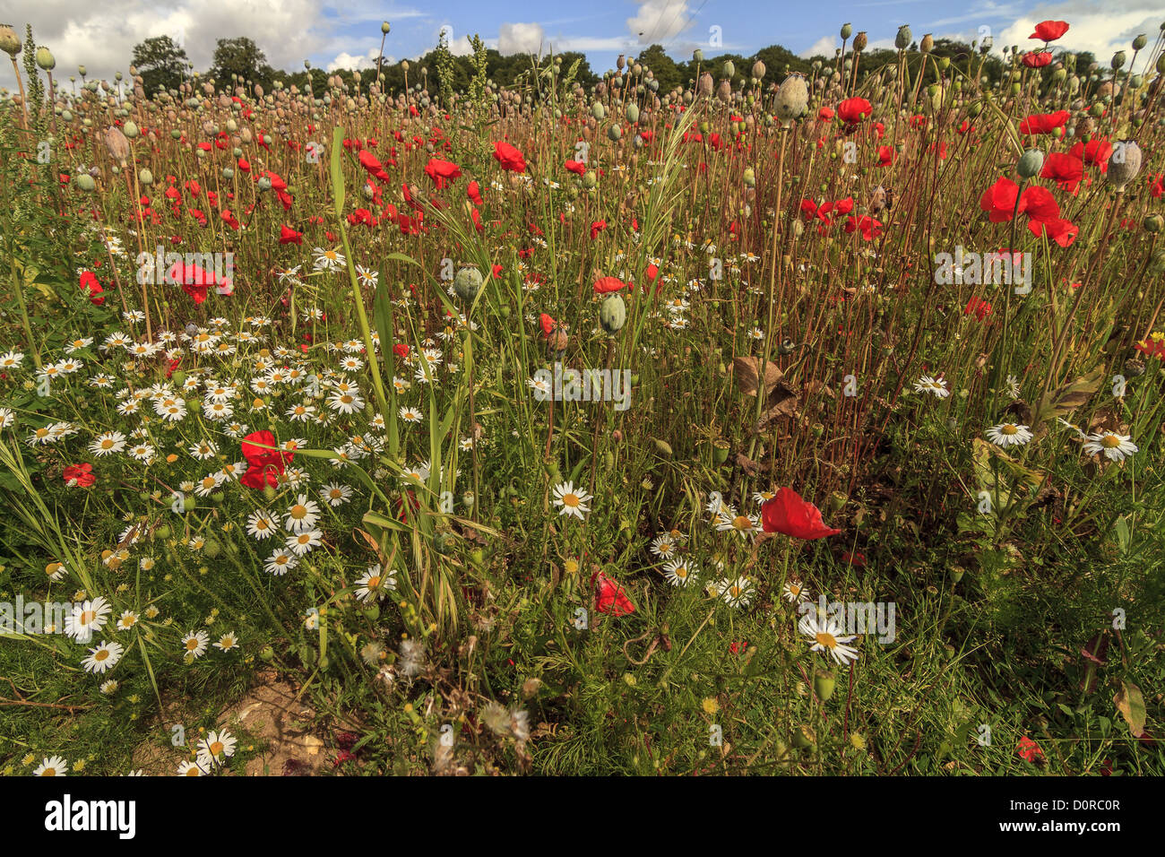 Opium Poppy Harvest Stock Photo - Alamy