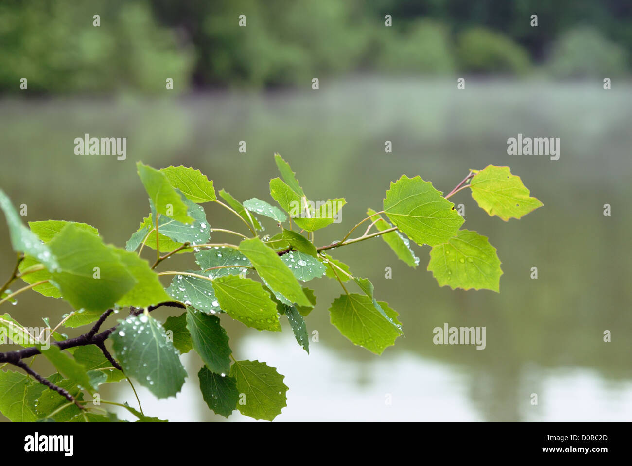 Branch of tree with water drops on leaves Stock Photo - Alamy