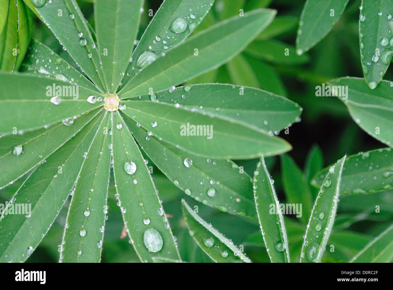 Rain water conservation hi-res stock photography and images - Alamy