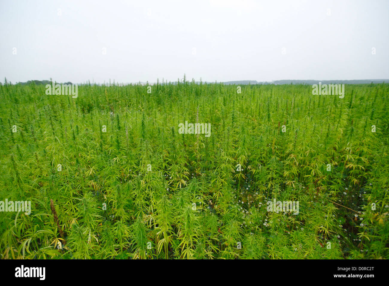 hemp cannabis field in france Stock Photo - Alamy