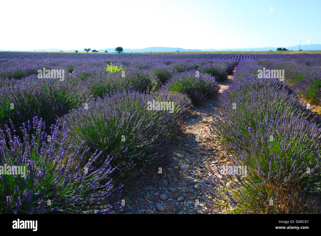 beautiful image of lavender field Stock Photo - Alamy