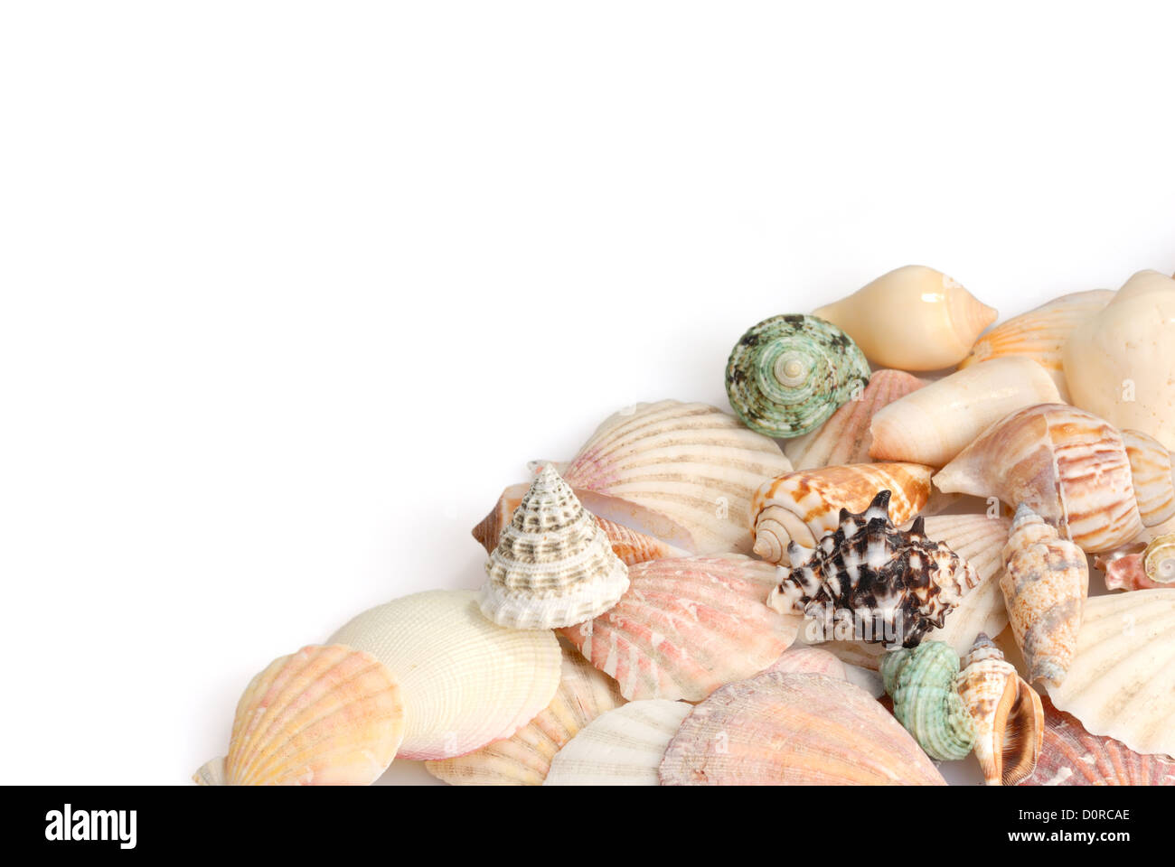 Seashells on white background Stock Photo - Alamy
