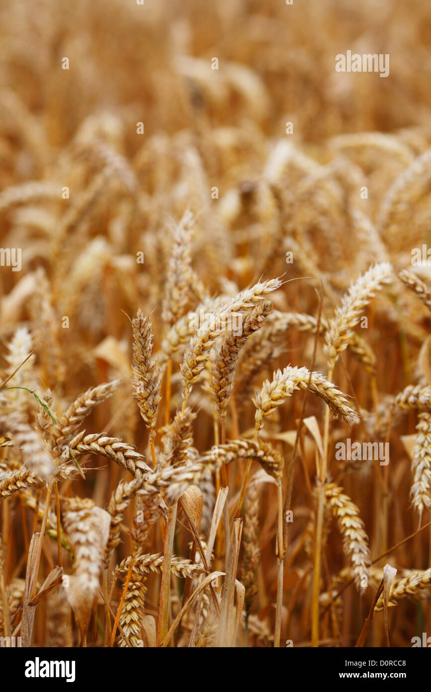 wheat close up on farm field Stock Photo - Alamy