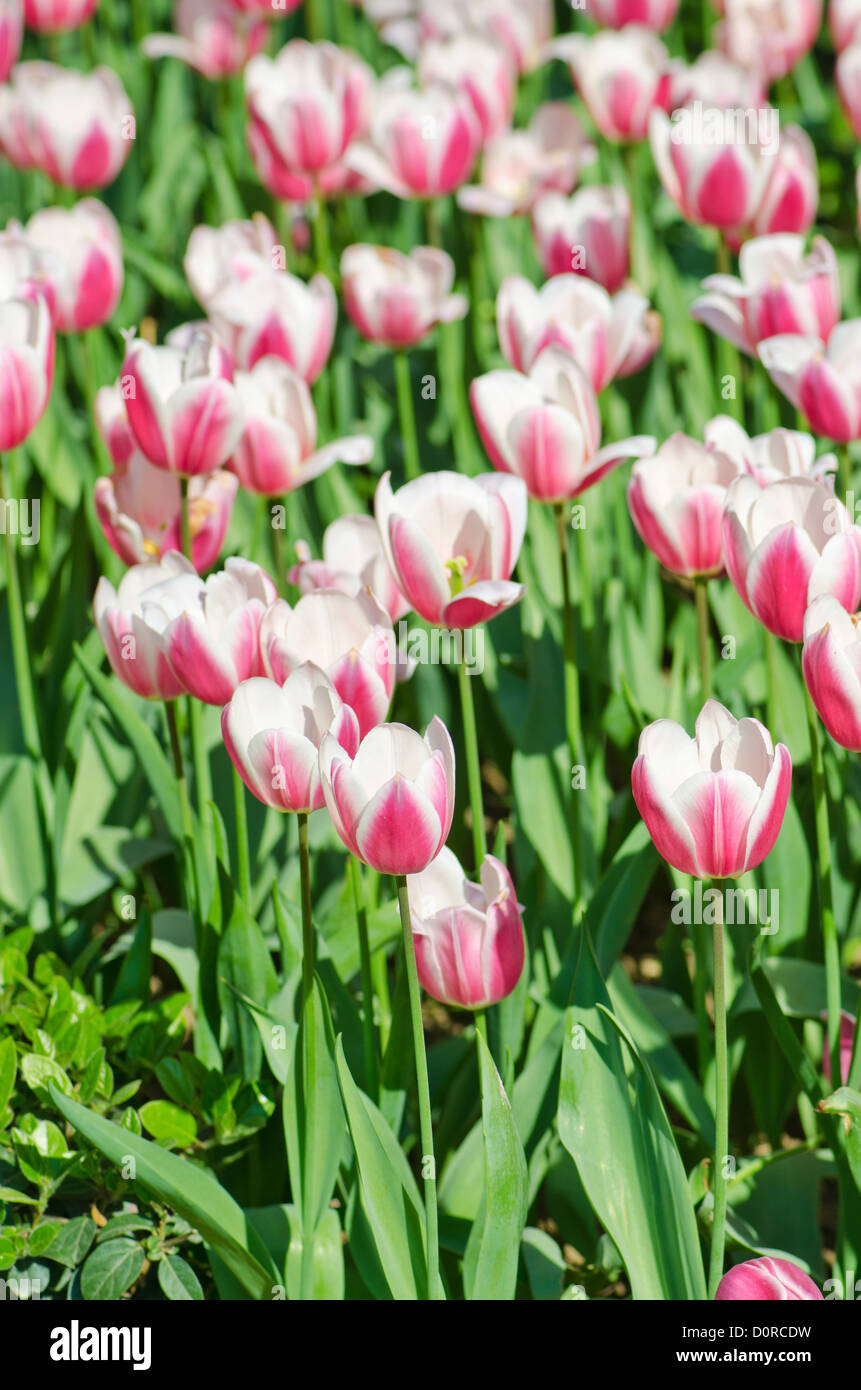 Garden with tulip flowers in summer Stock Photo - Alamy