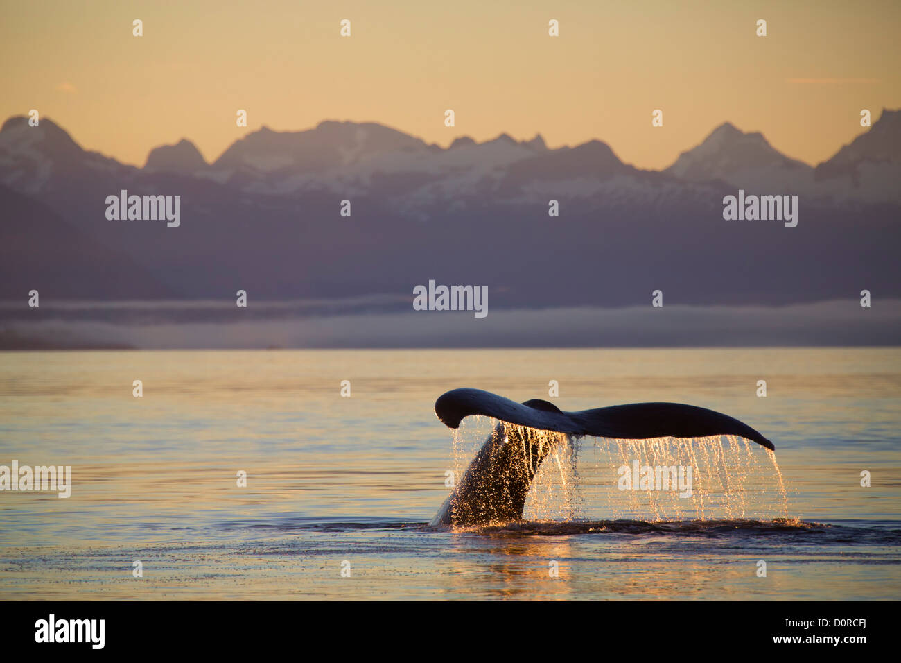 Humpback whale tail at sunrise, Tongass National Forest, Alaska Stock ...