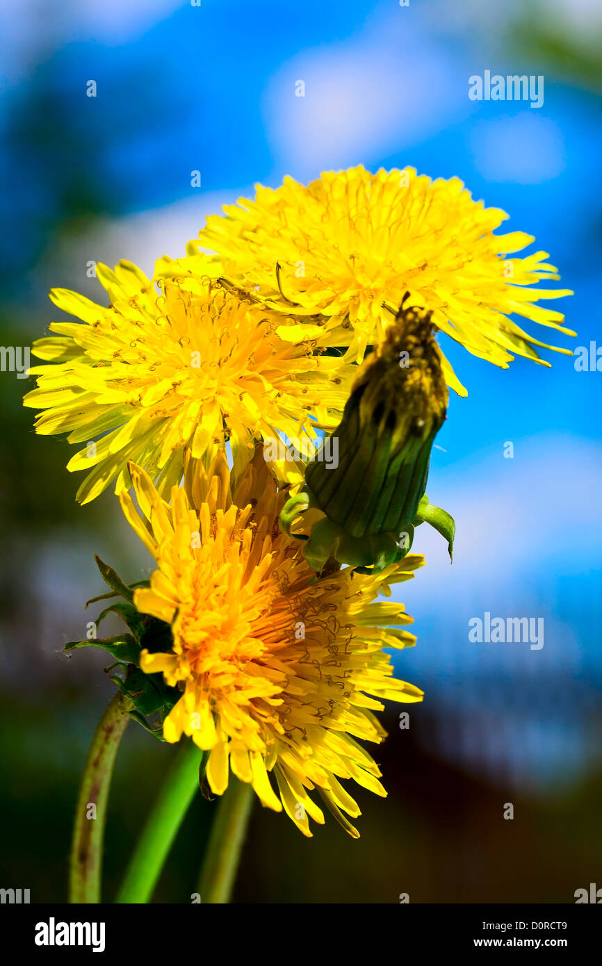 dandelion on blue background Stock Photo - Alamy