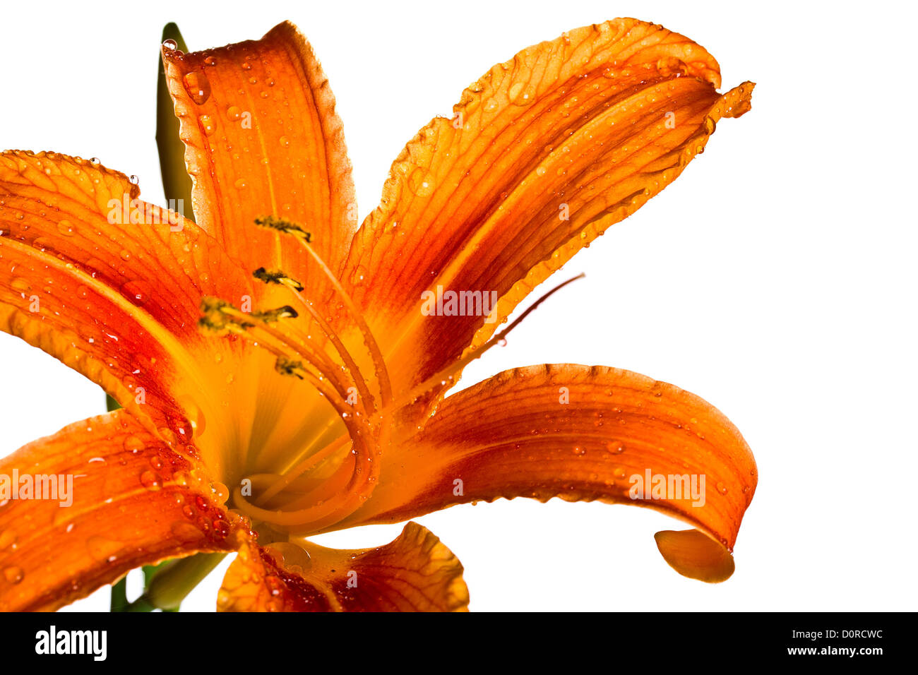 Orange tiger lily Stock Photo - Alamy