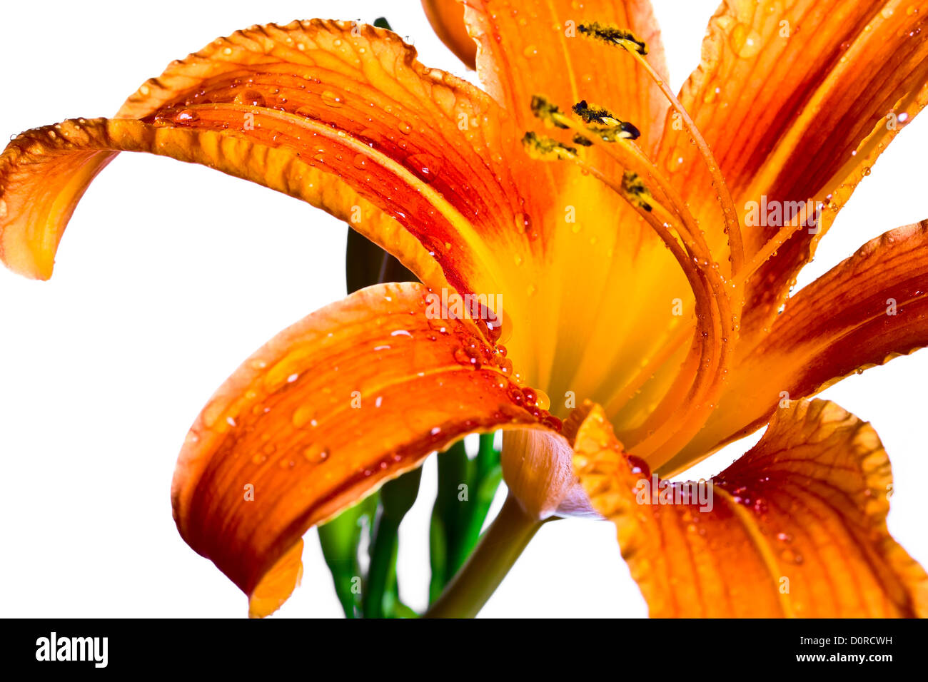 Orange tiger lily Stock Photo - Alamy