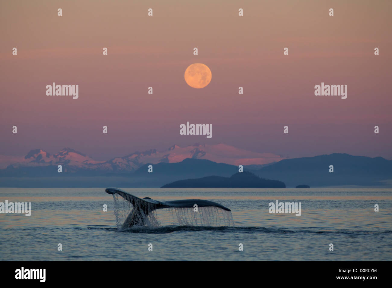 Humpback Whale at sunrise with full moon, Tongass National Forest ...