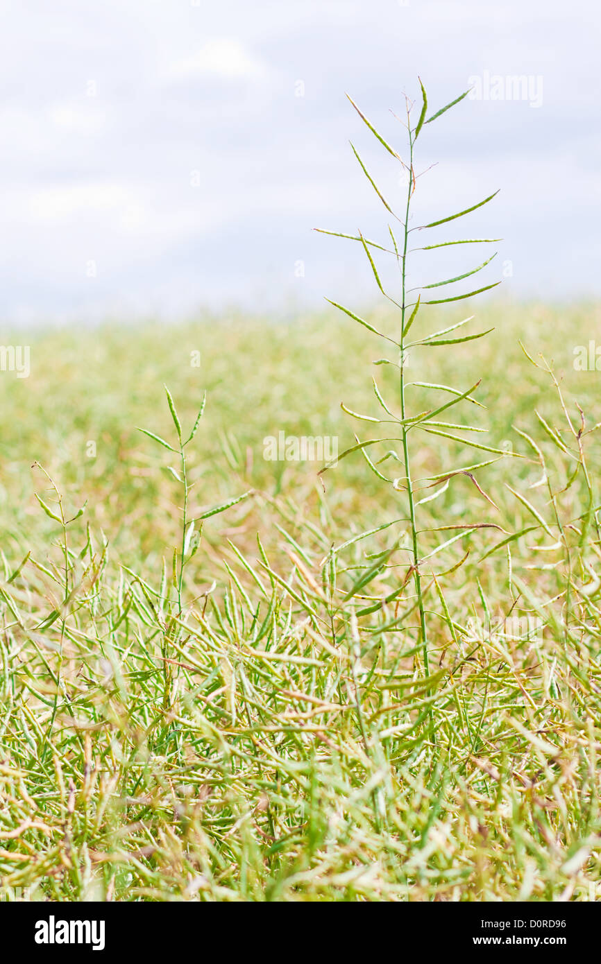 Mustard plants california hi-res stock photography and images - Alamy
