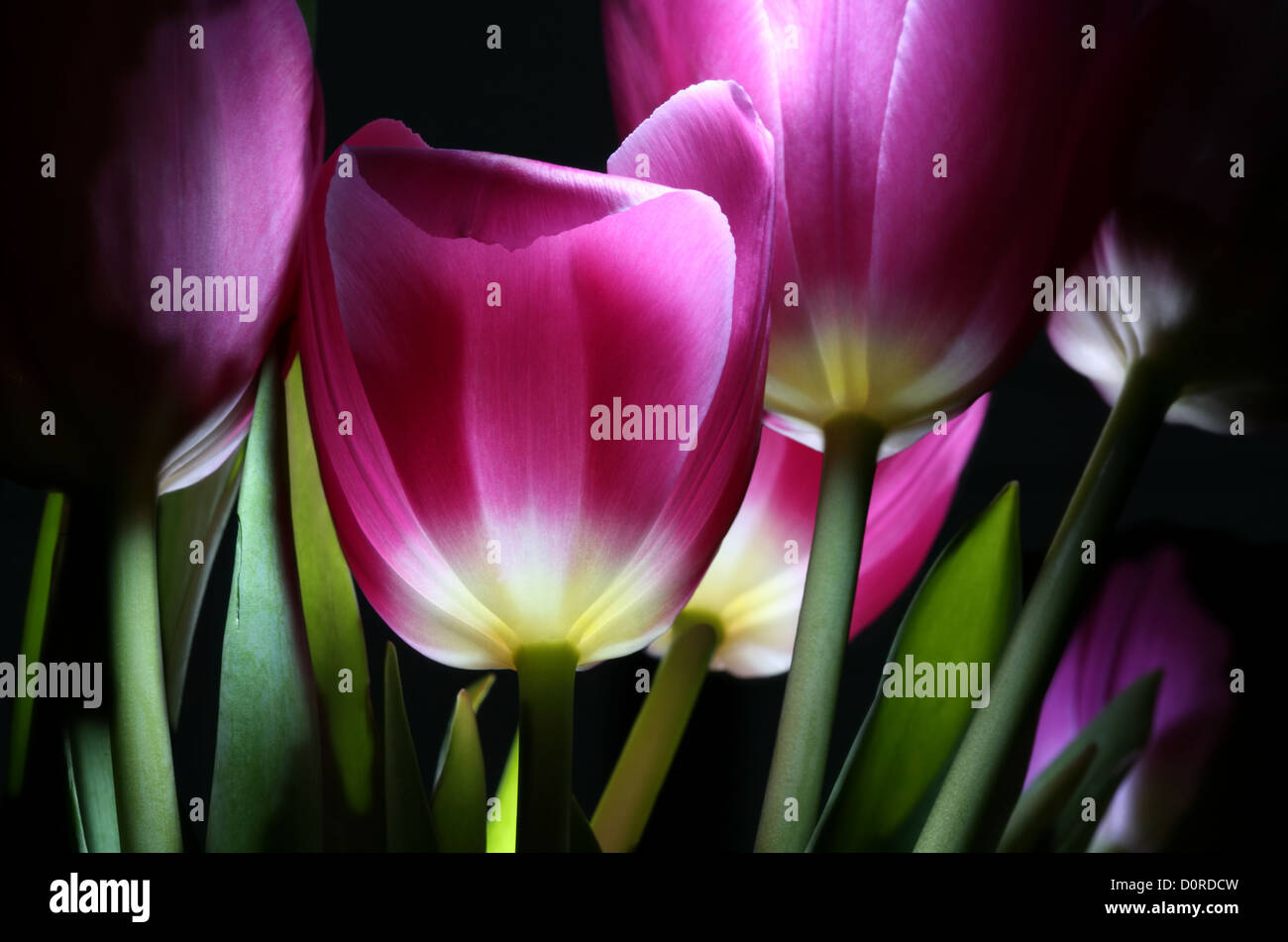 Tale of springtime hi-res stock photography and images - Alamy