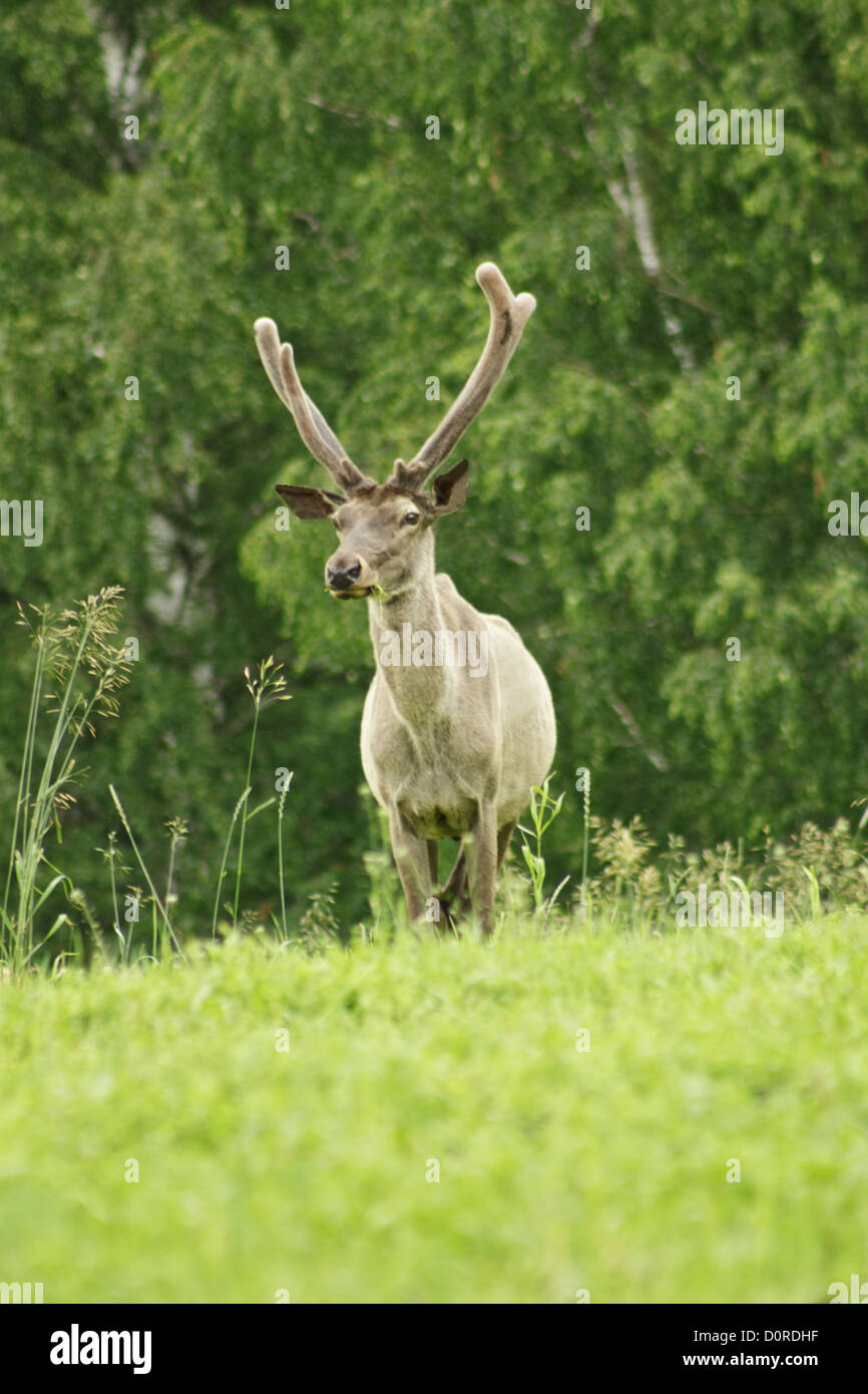 One maral is grazed on pasture Stock Photo - Alamy