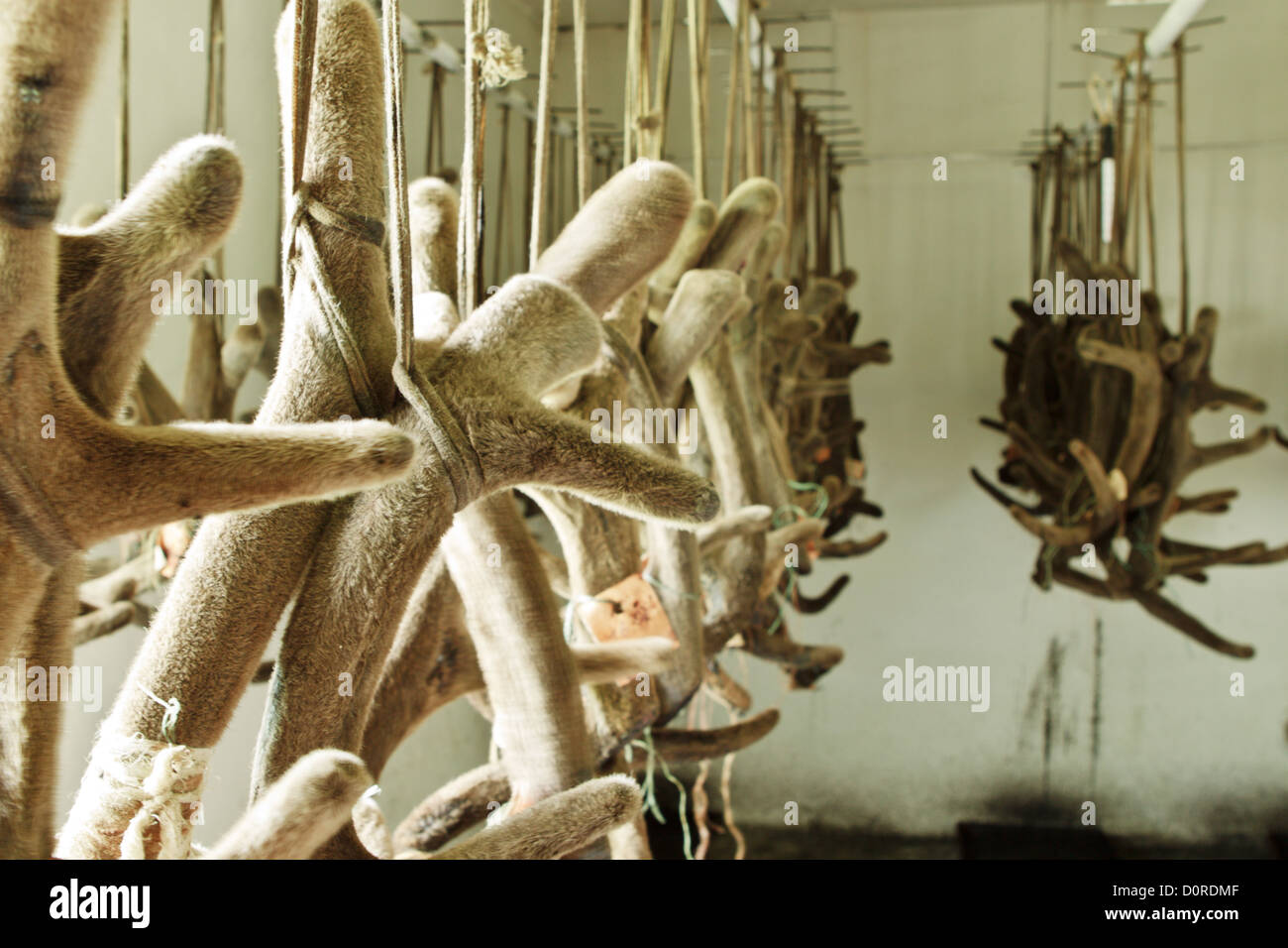 Maral Animal High Resolution Stock Photography and Images - Alamy