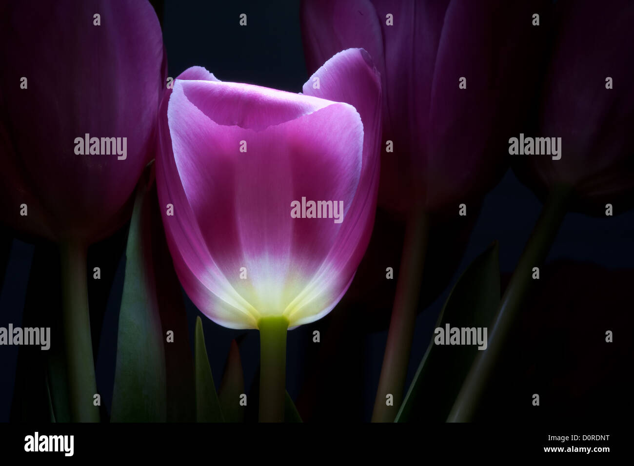 Fairy tale woman hi-res stock photography and images - Alamy