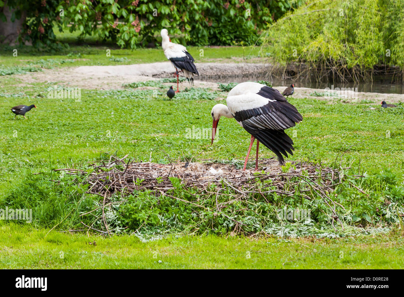 White stork feeding youngs at nest hi-res stock photography and images ...