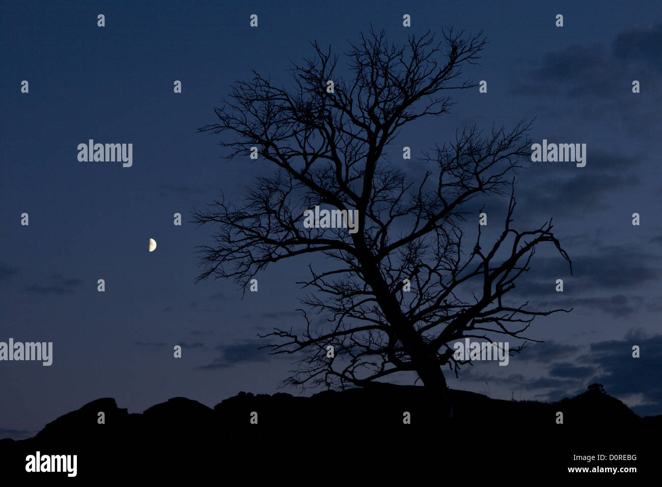 Tree on background night sky Stock Photo - Alamy