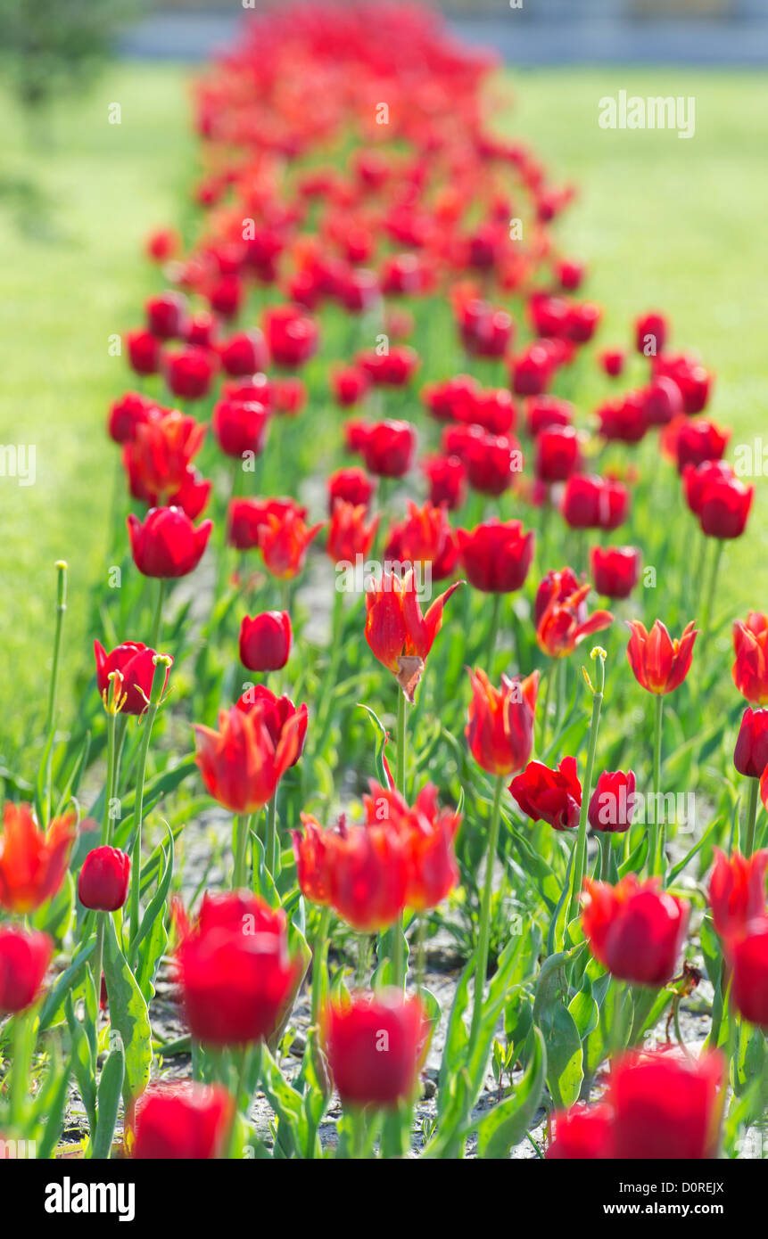 Garden with tulip flowers in summer Stock Photo - Alamy