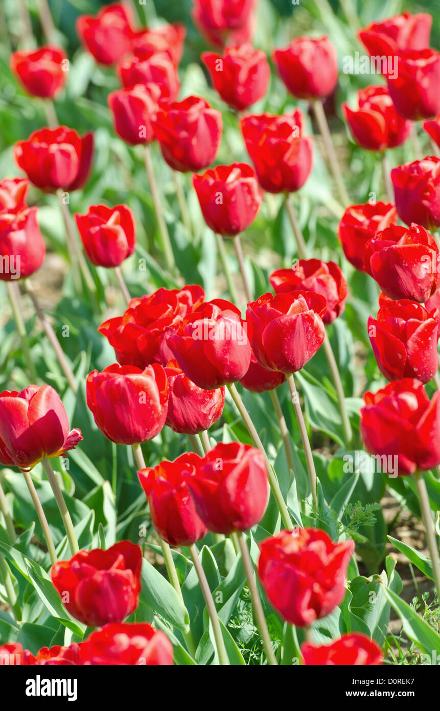 Garden with tulip flowers in summer Stock Photo - Alamy