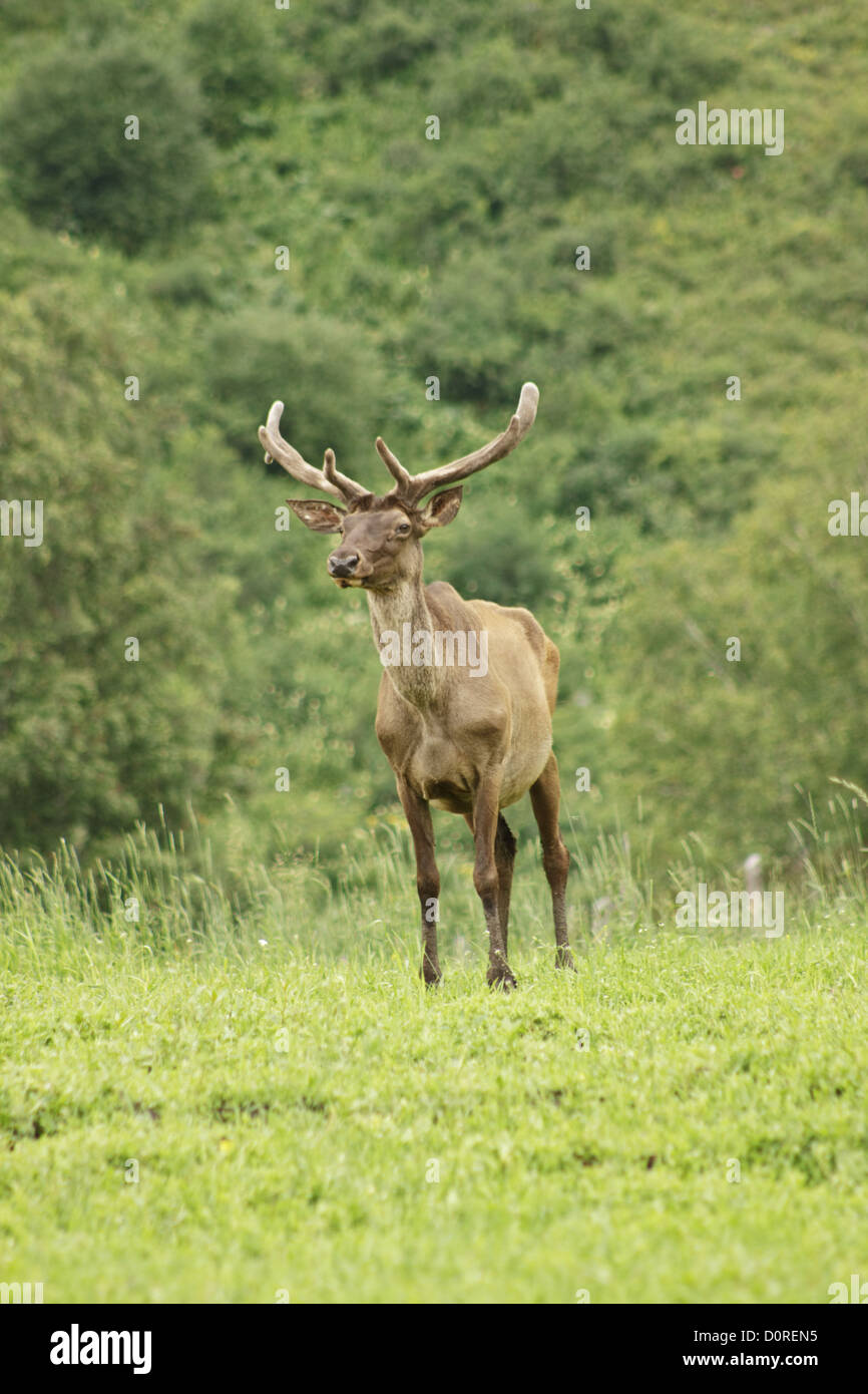 One maral is grazed on pasture Stock Photo - Alamy