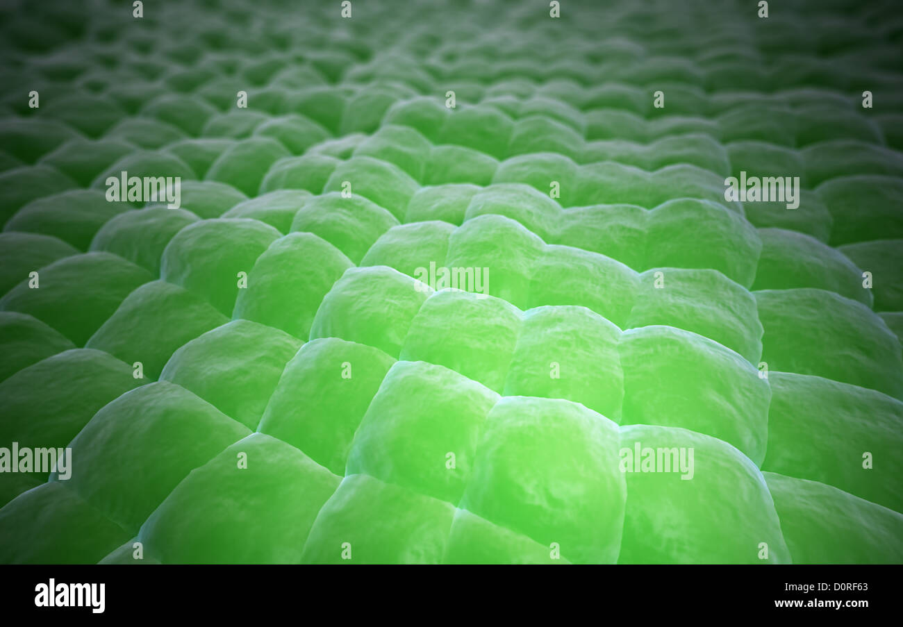 Plant tissue close-up Stock Photo - Alamy