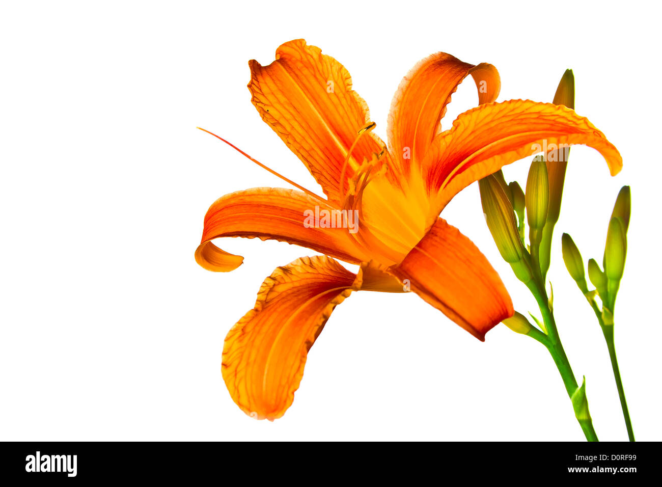 Orange tiger lily Stock Photo - Alamy