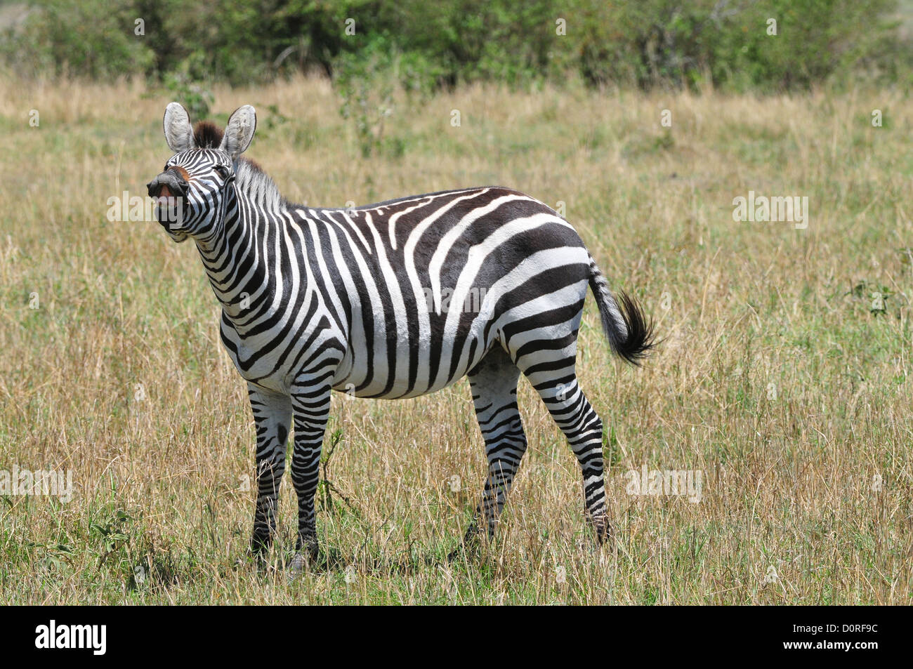 Laughing zebra hi-res stock photography and images - Alamy