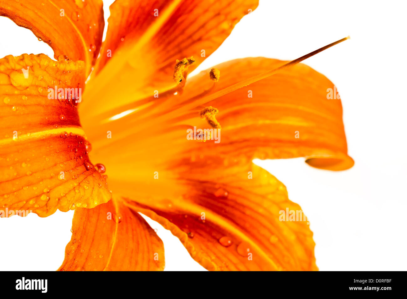 Orange tiger lily Stock Photo - Alamy