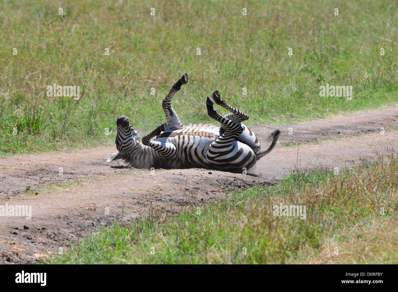 Zebra rolling hi-res stock photography and images - Alamy