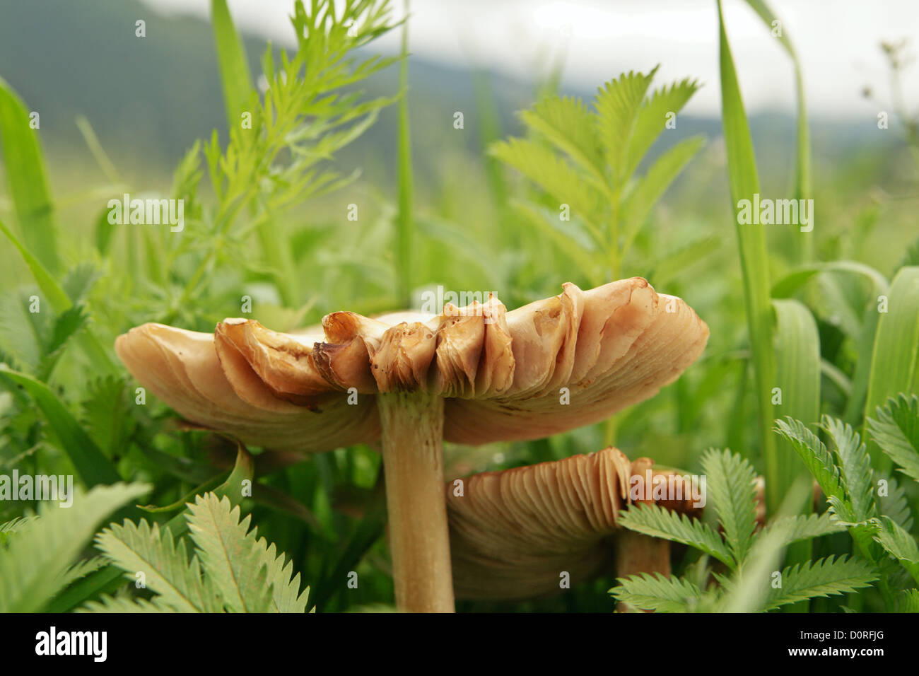 Wild mushrooms growing in a forest Stock Photo - Alamy