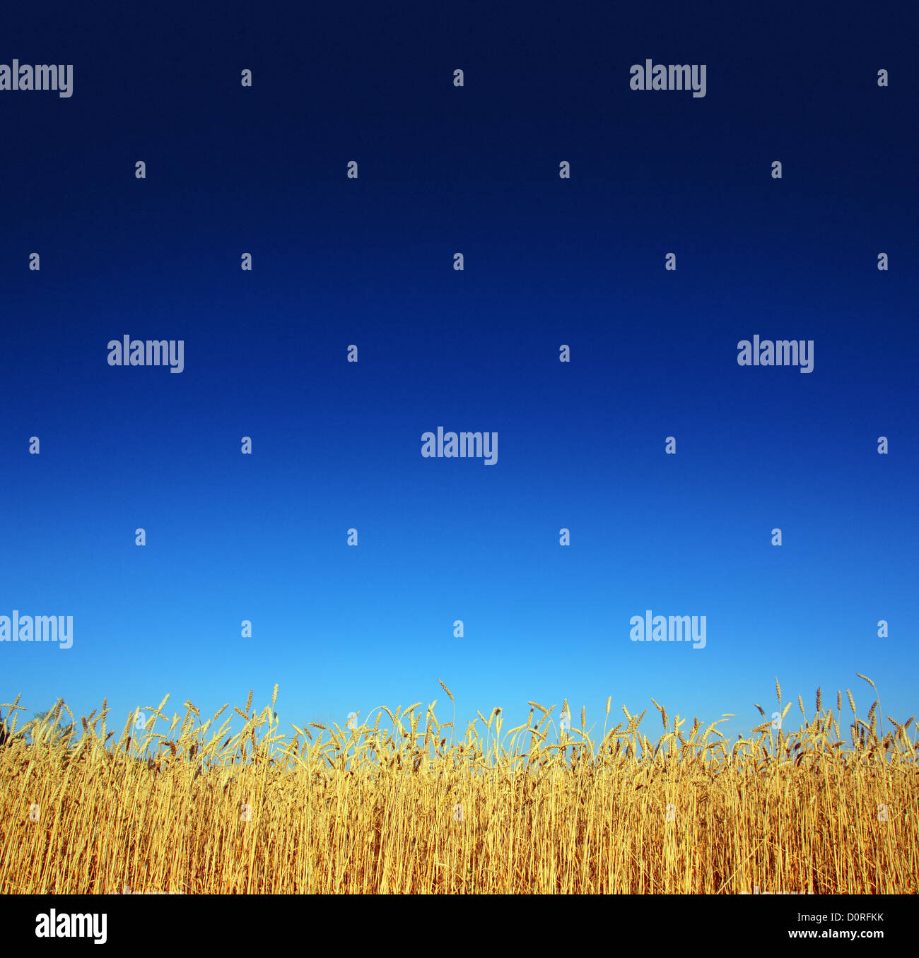 stems of the wheat Stock Photo - Alamy