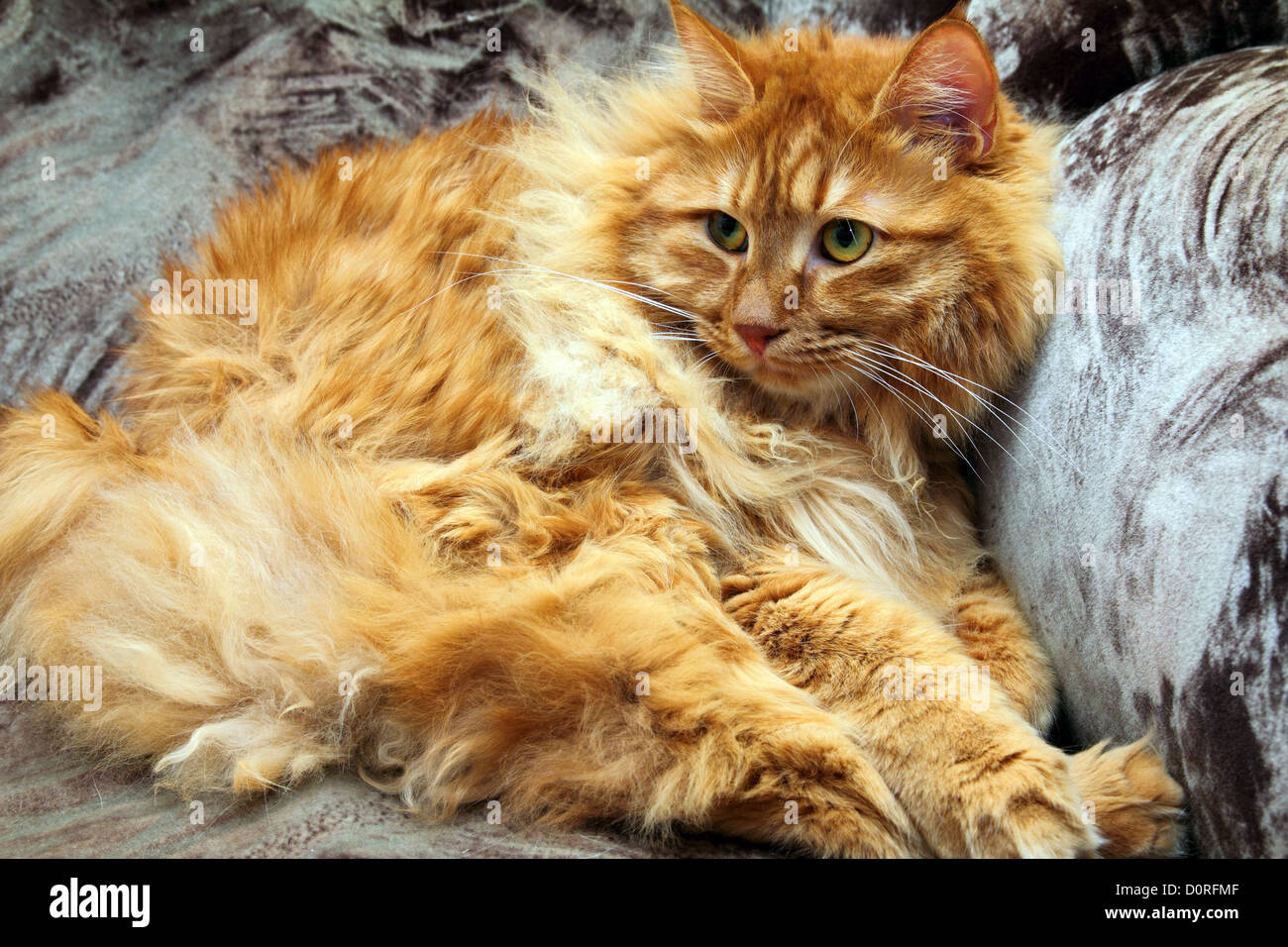 Orange American Bobtail