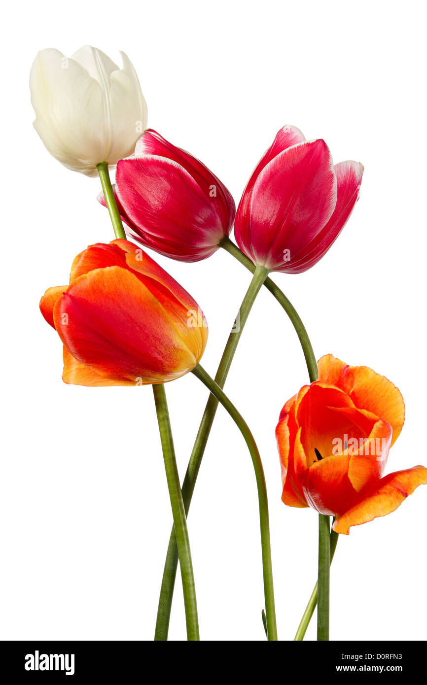 Five spring flowers. Variegated tulips isolated on a white background ...