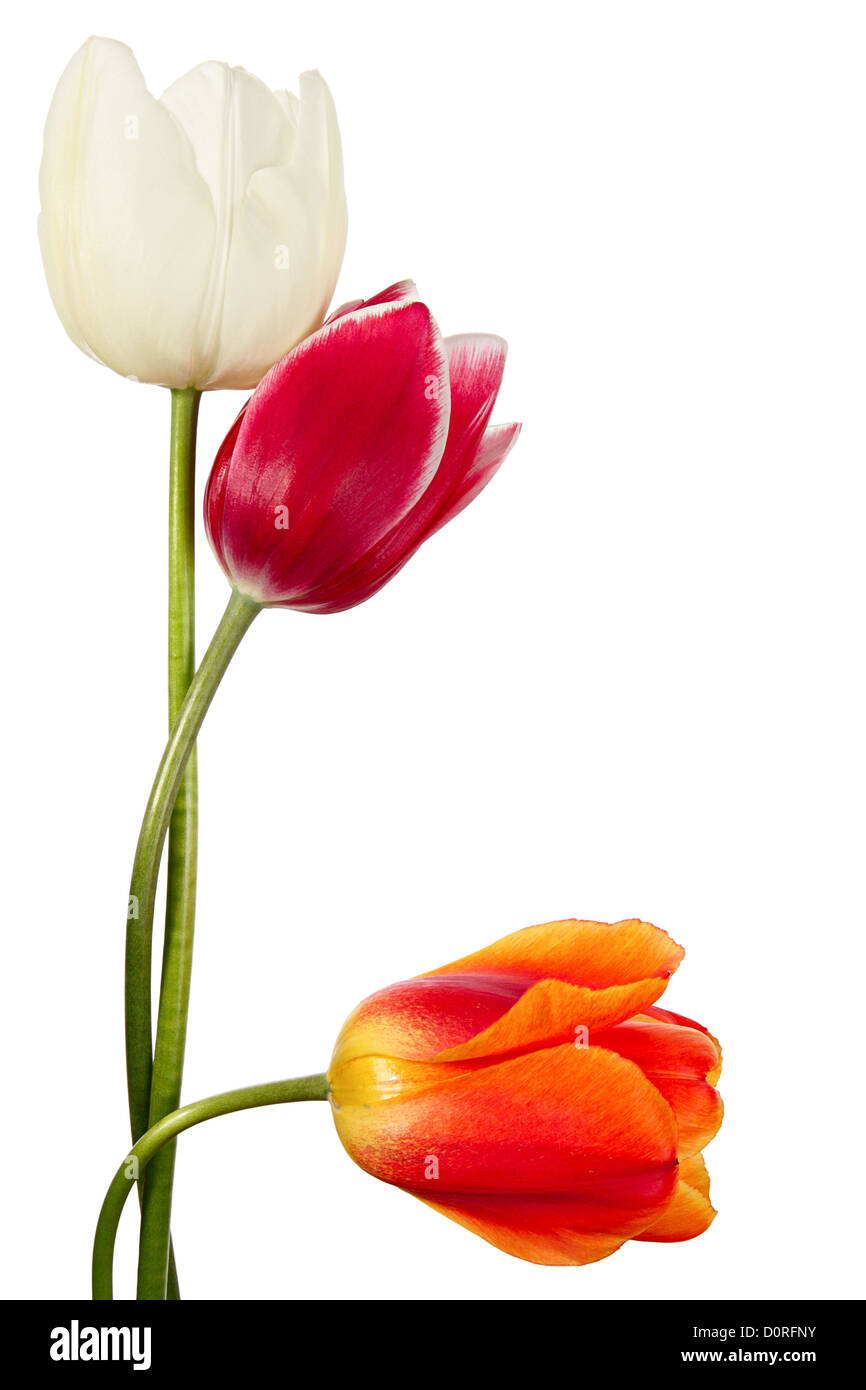 Three spring flowers. Variegated tulips isolated on a white background ...