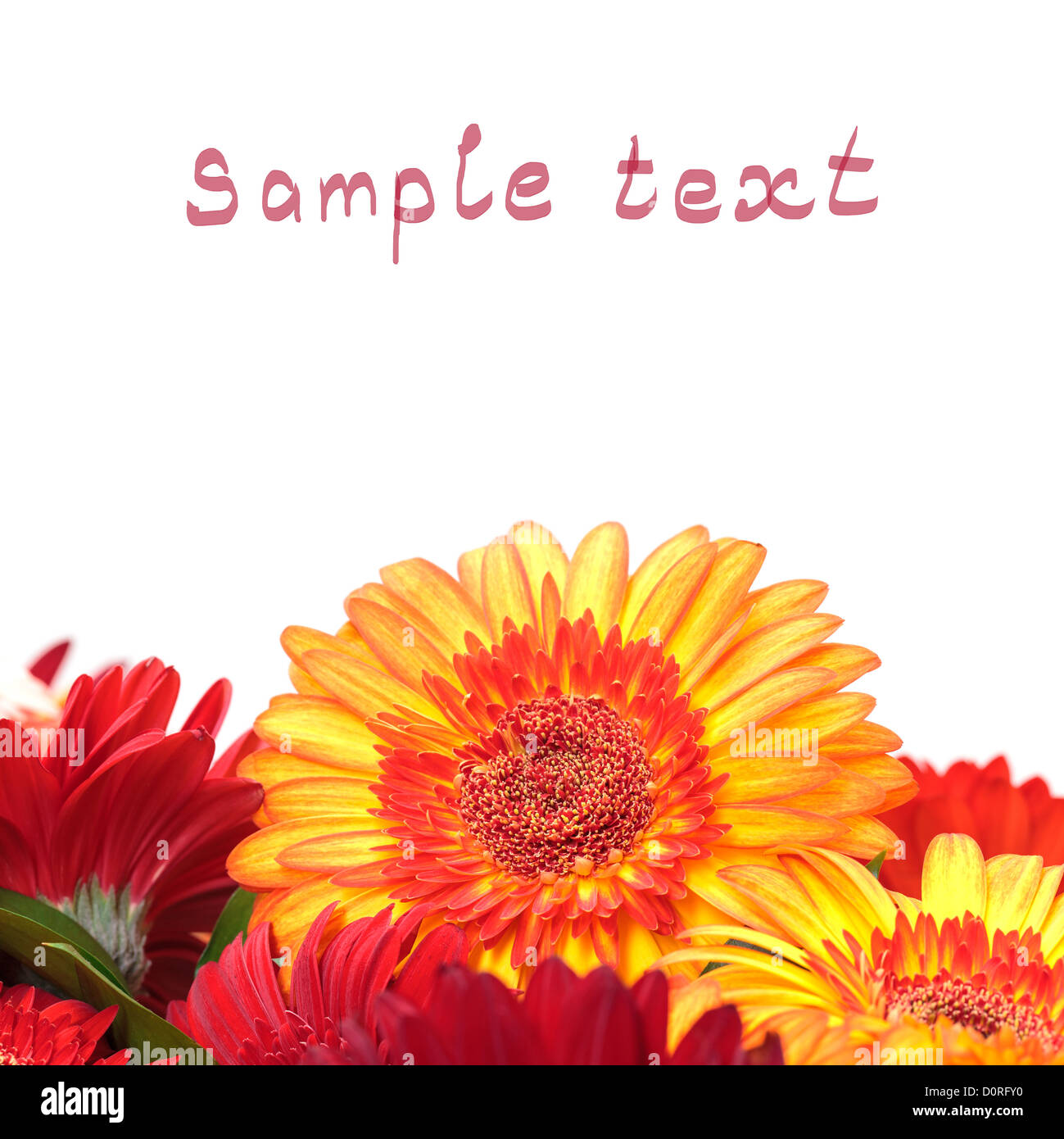 Vibrant Colorful Daisy Gerbera Flowers Stock Photo - Alamy