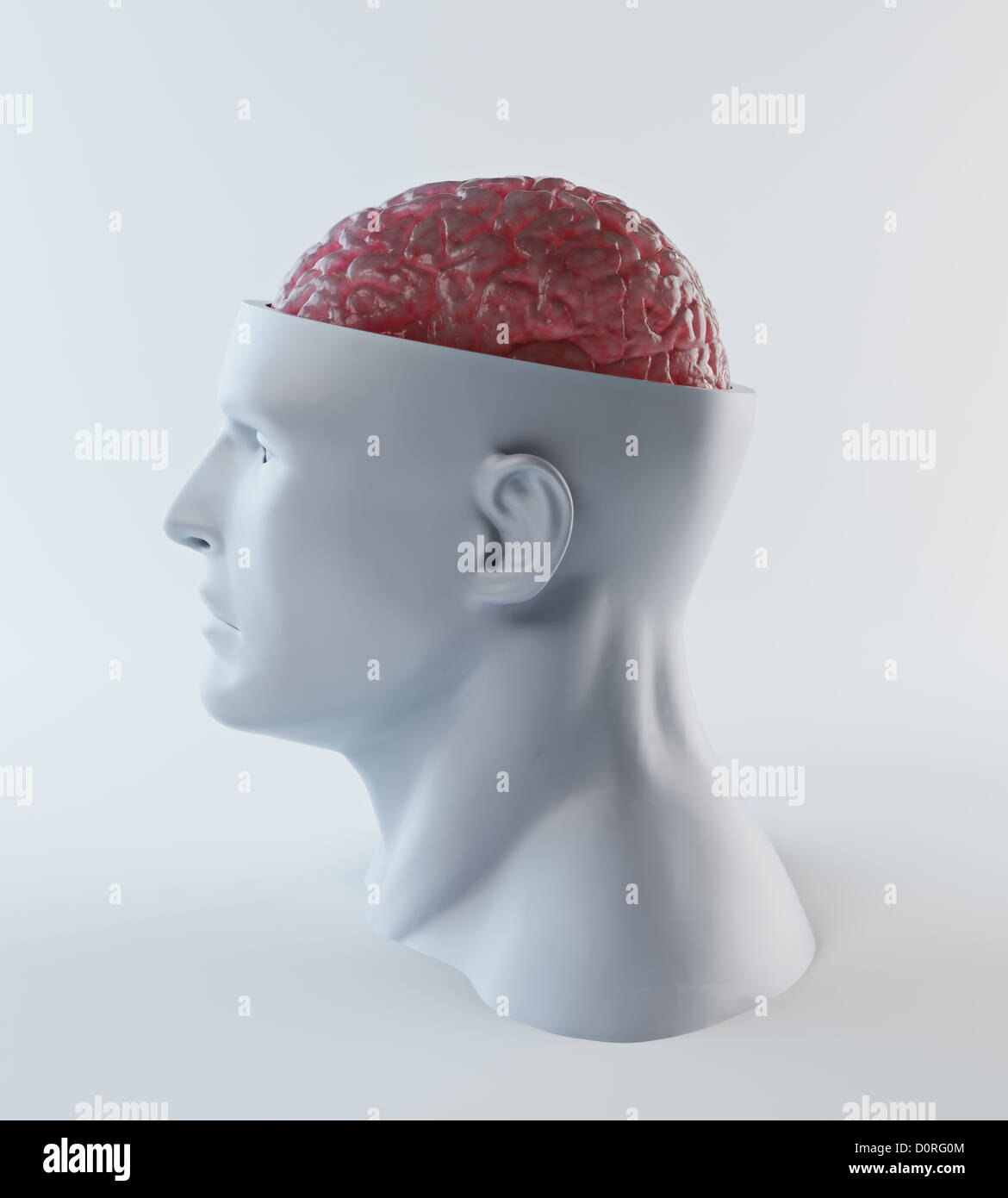 Male anatomy brain hi-res stock photography and images - Alamy