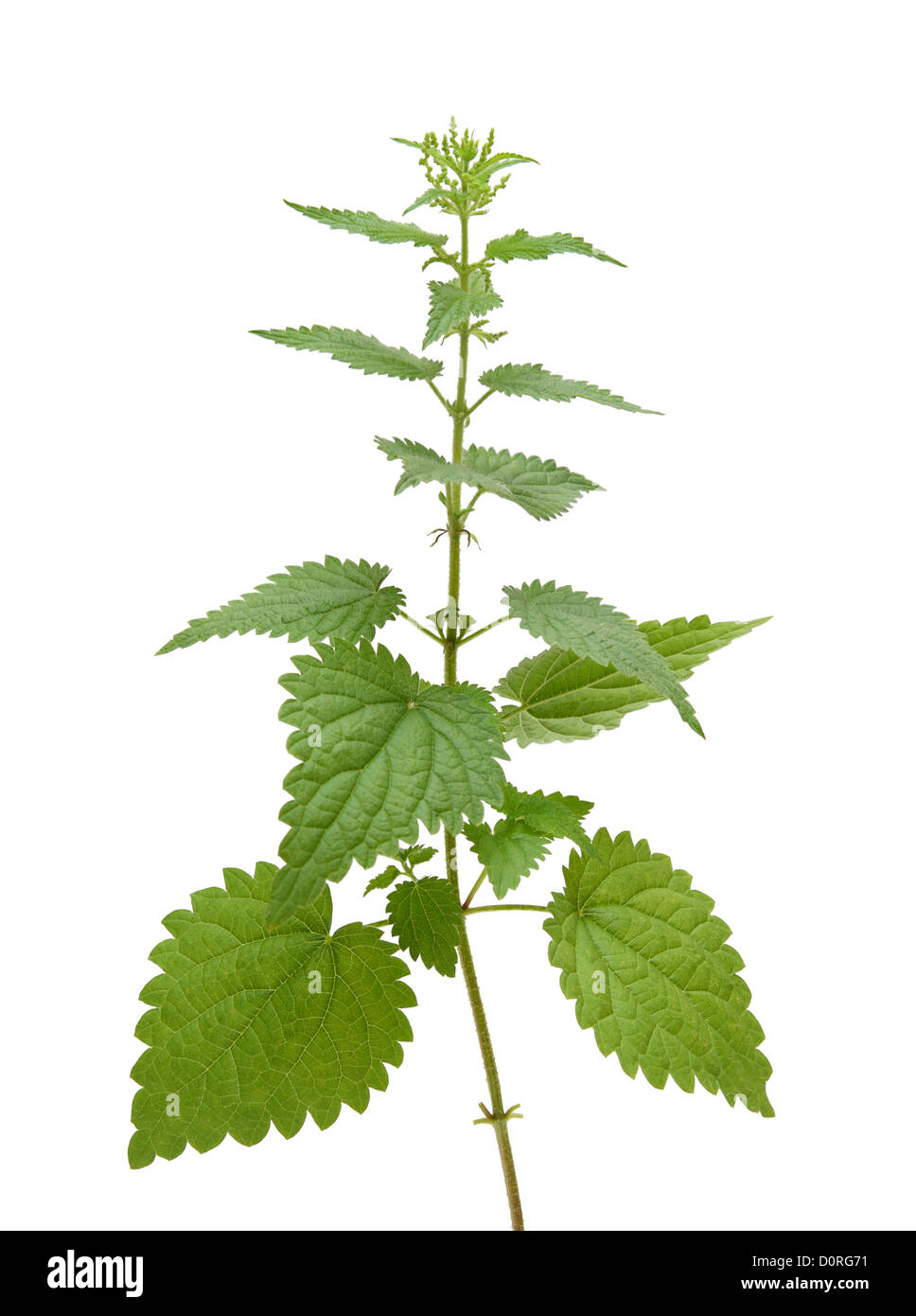 Nettle hi-res stock photography and images - Alamy