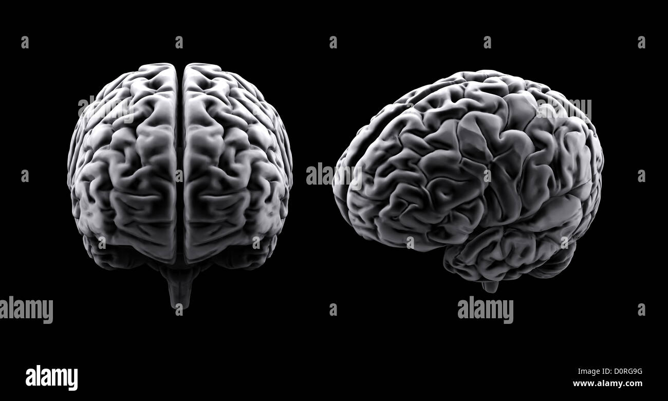 Human brain hi-res stock photography and images - Alamy