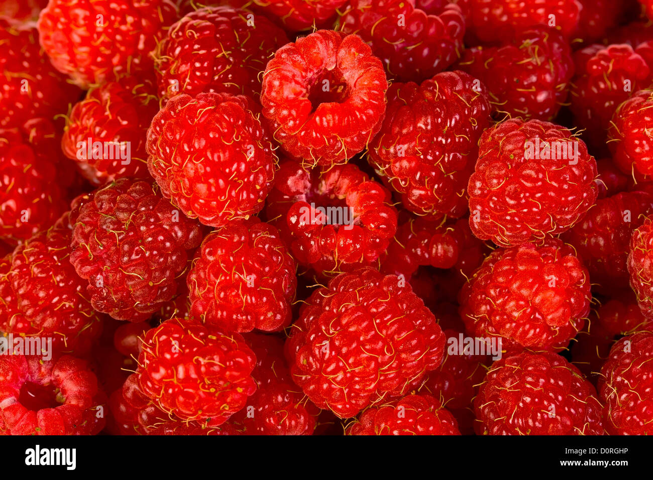 ripe red wild raspberries Stock Photo - Alamy