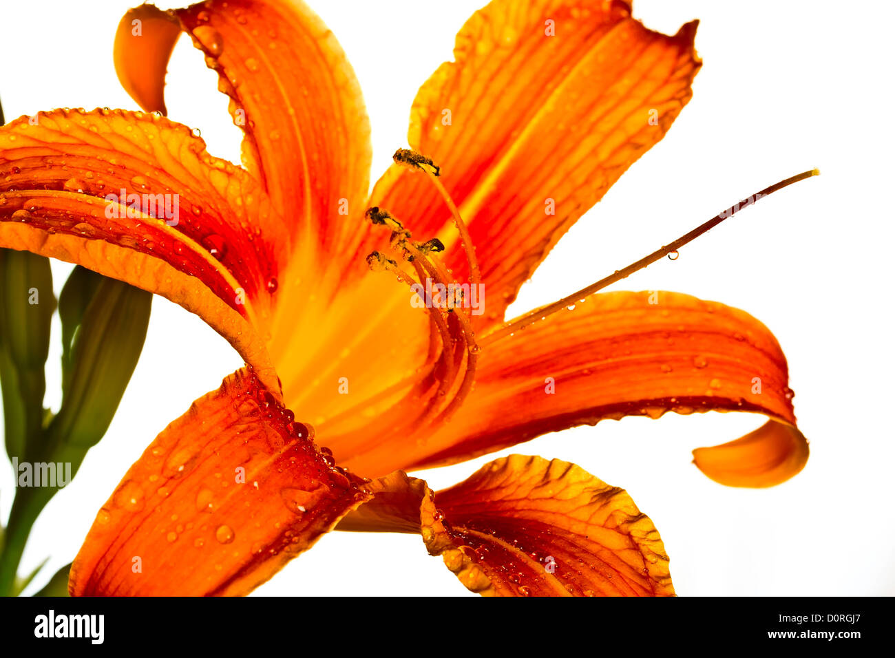 Orange tiger lily Stock Photo - Alamy