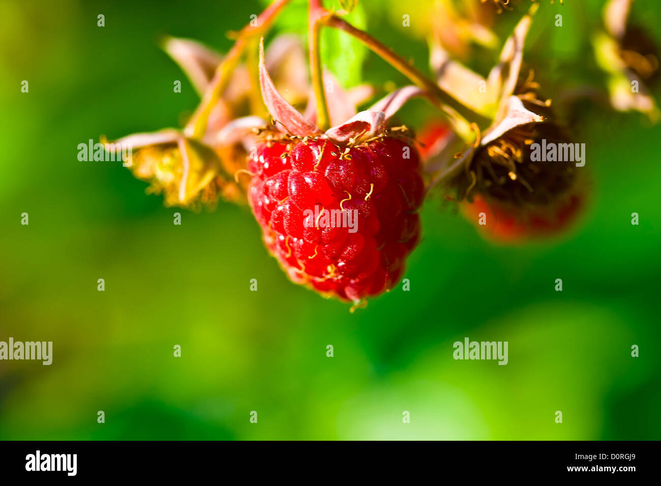 ripe wild raspberries Stock Photo - Alamy