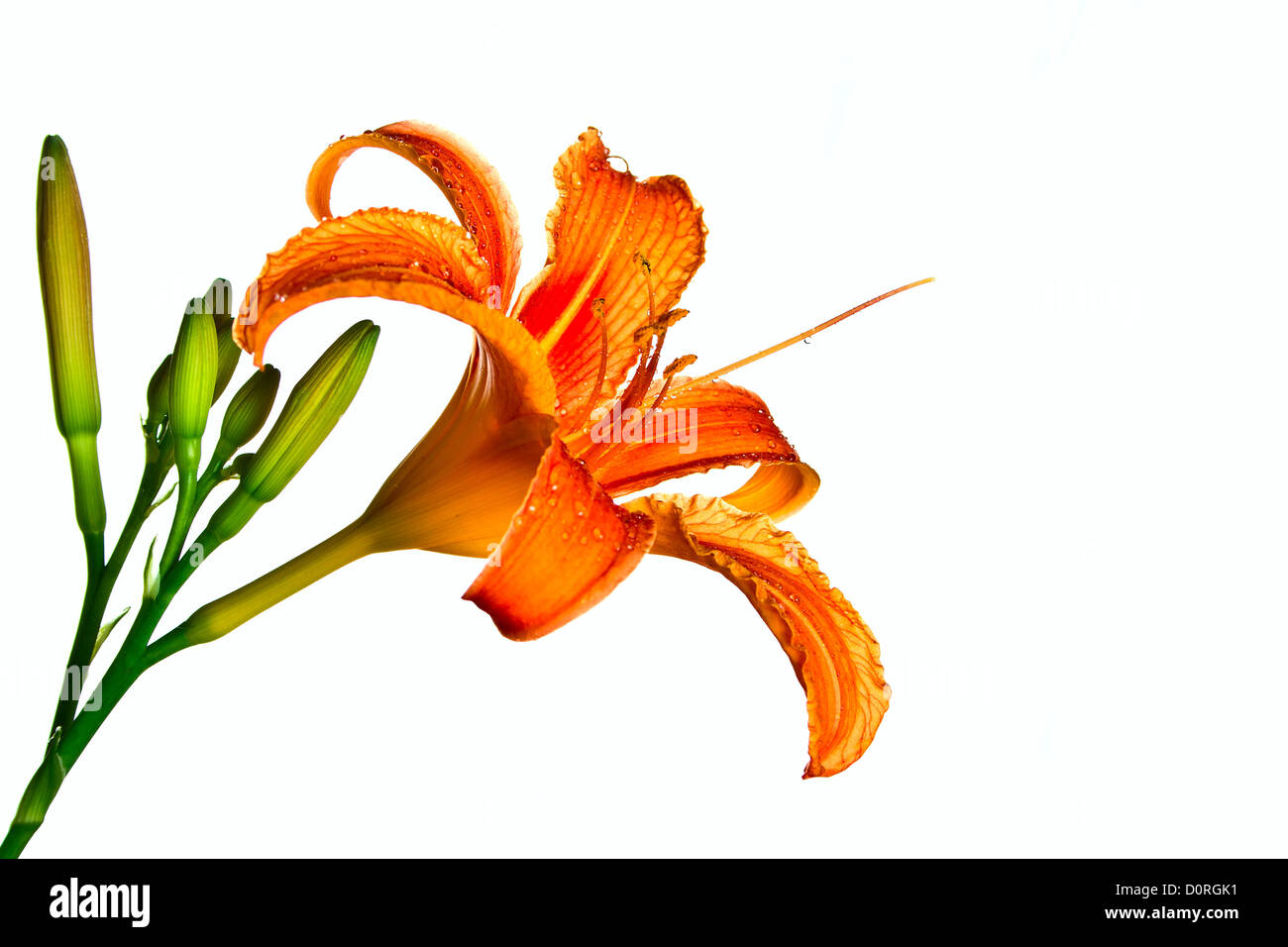 Orange tiger lily Stock Photo - Alamy