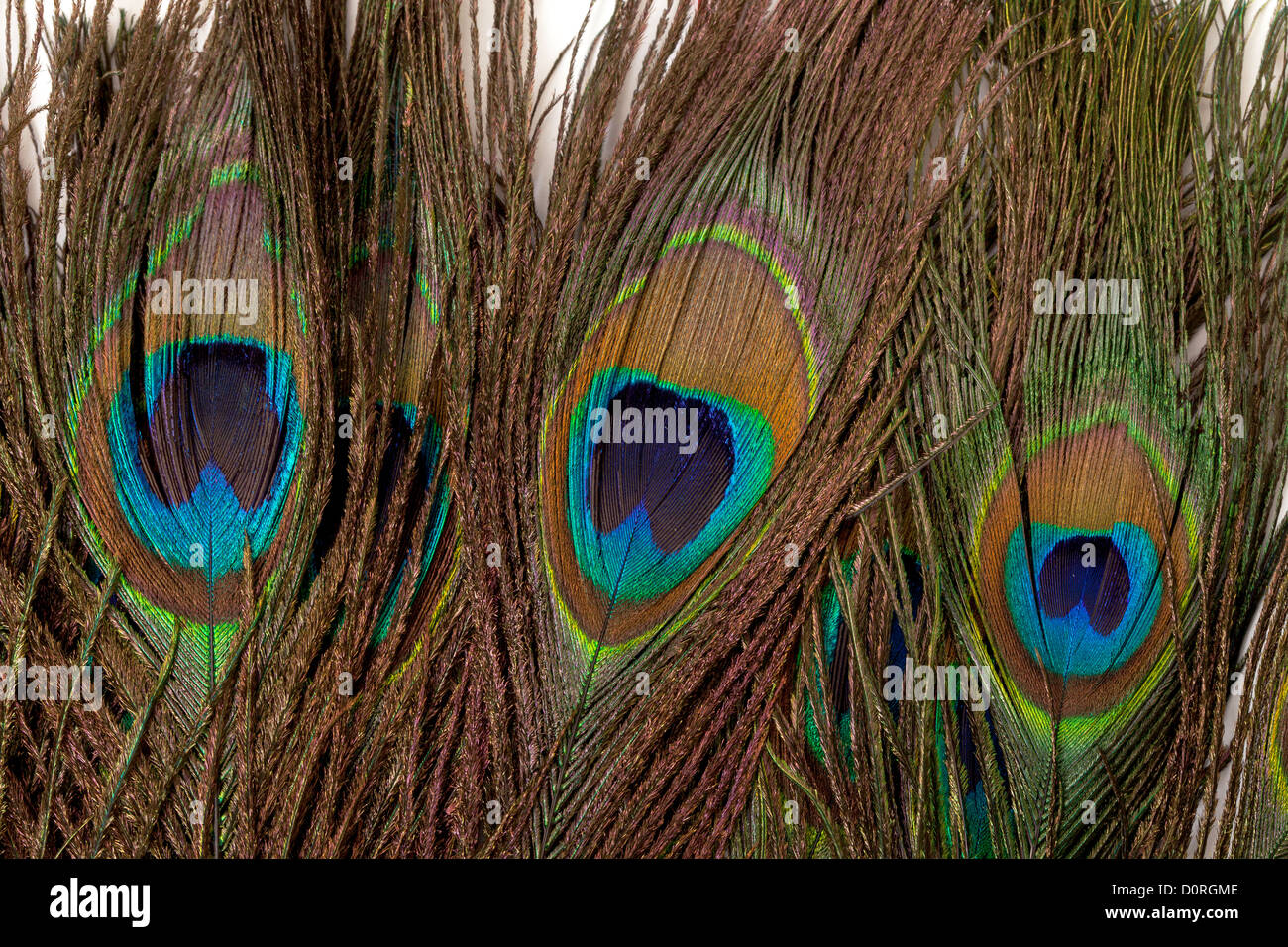 Colorful Peacock Feather Stock Photo - Alamy