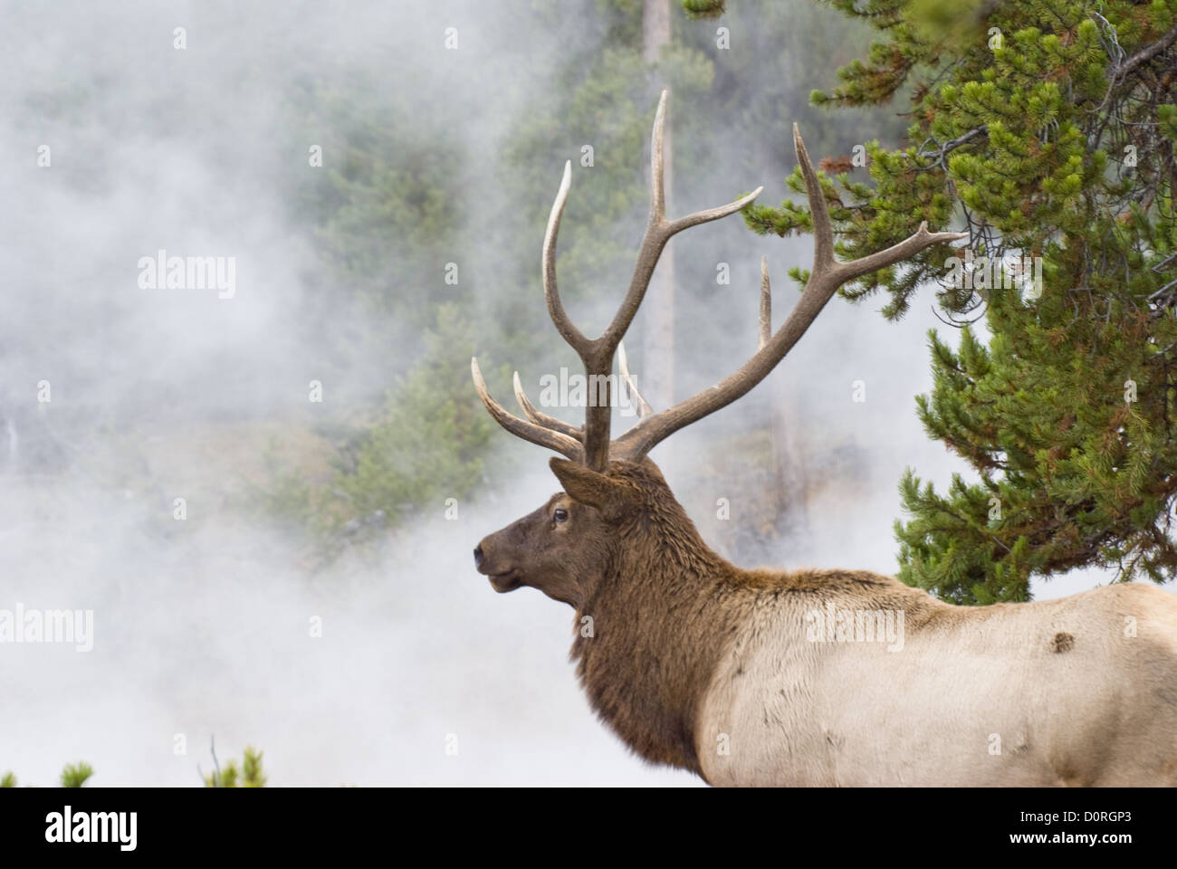 Bull Elk in Mist Stock Photo - Alamy