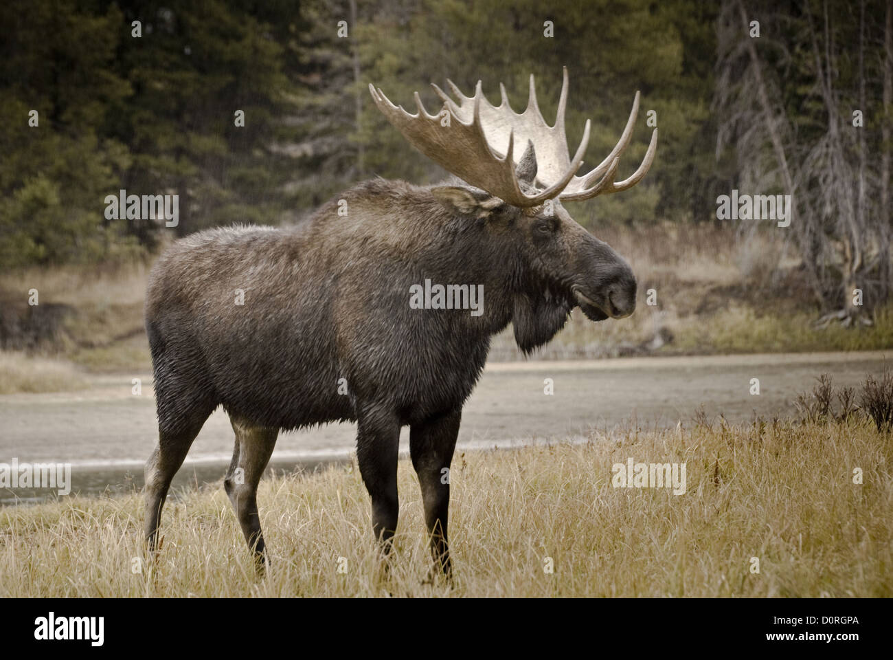 Moose Beside Snake River Stock Photo - Alamy