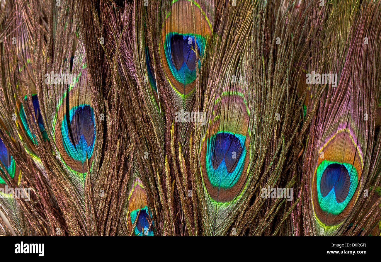 Colorful Peacock Feather Stock Photo - Alamy